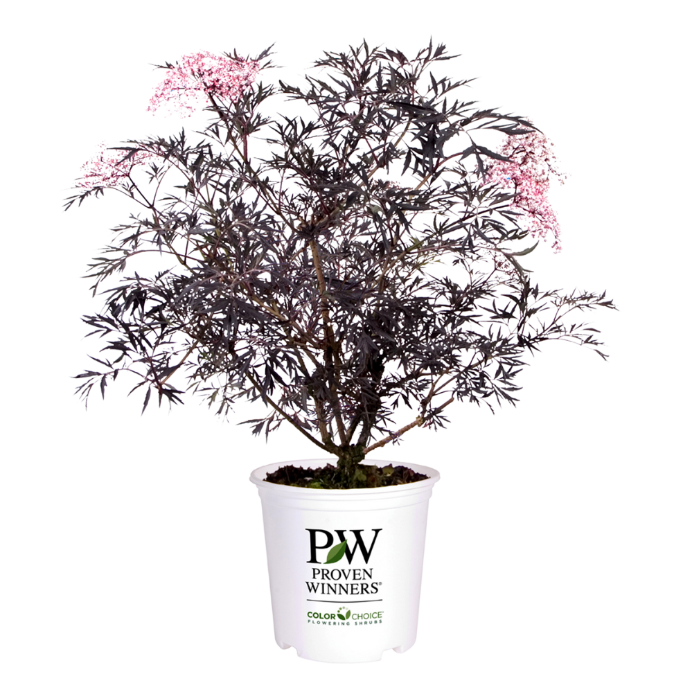 Black Lace® | Sambucus Nigra Elderberry | Proven Winners | 4" Pot ...
