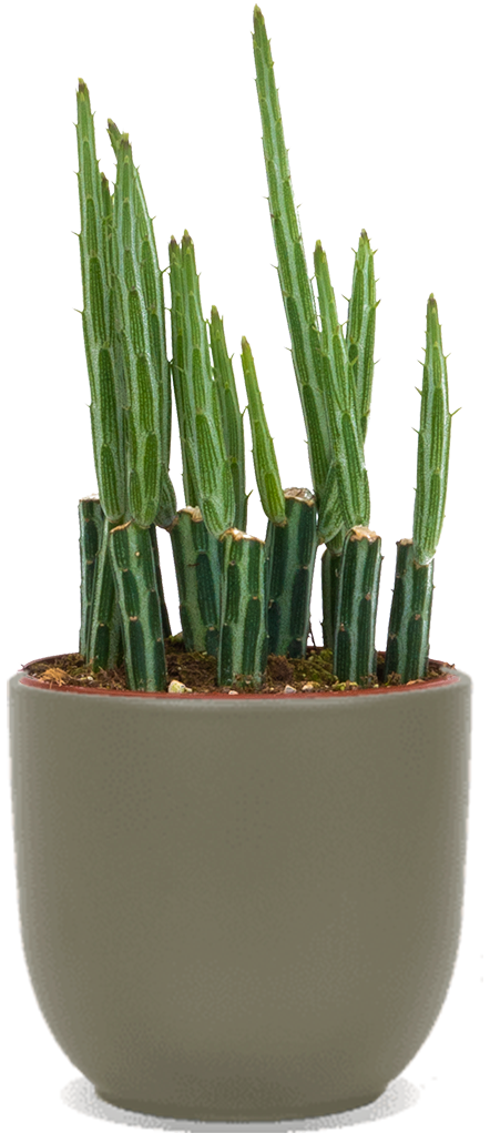 Senecio Stapeliiformis | Pickle Cactus | 4" Pot | Houseplant | Plantsome