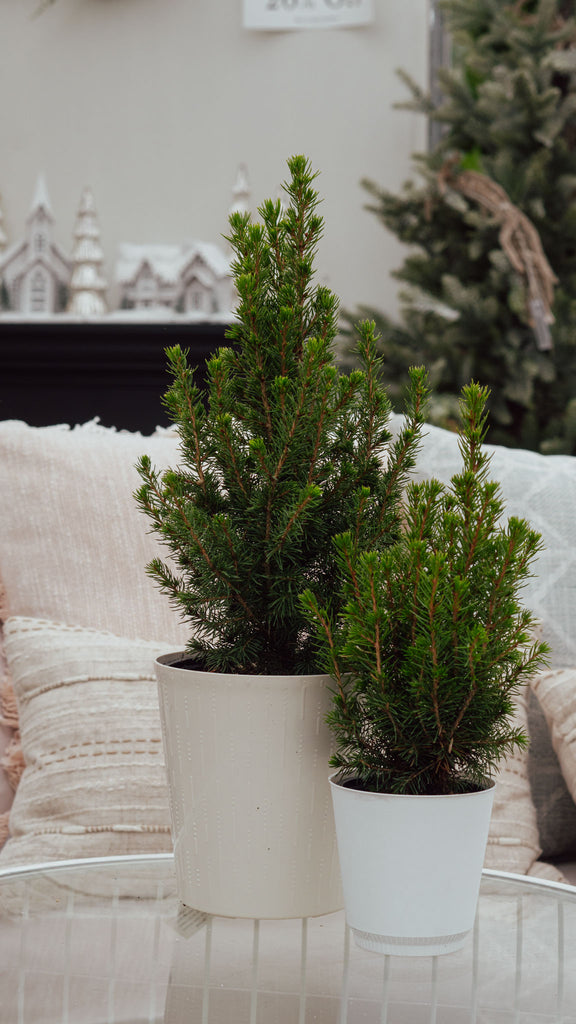 Alberta Spruce | 4" Pot | Houseplant | Plantsome