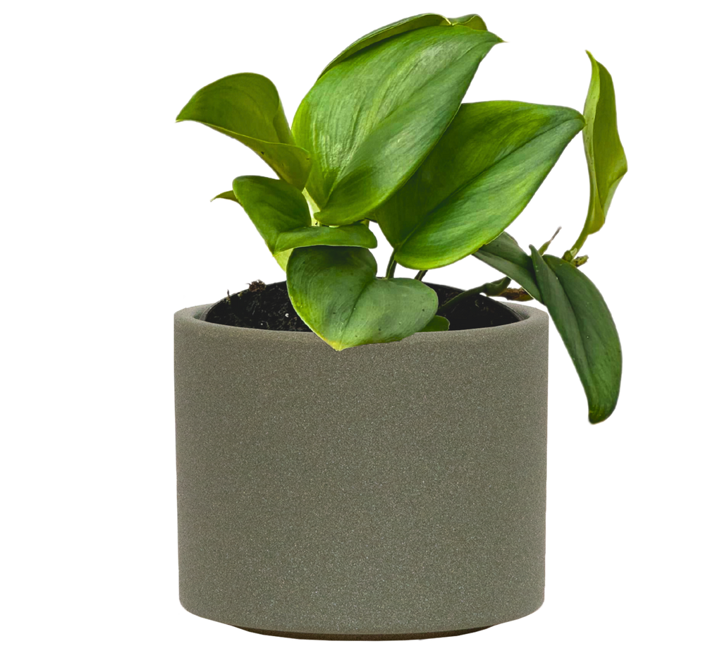 Scindapsus Treubii Moonlight | Sterling Silver Pothos | 6" Pot | Easy ...