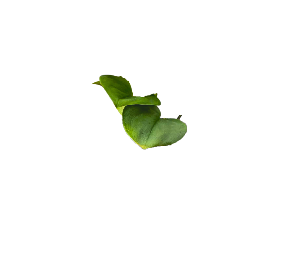 Scindapsus Treubii Moonlight | Sterling Silver Pothos | 6" Pot | Easy ...