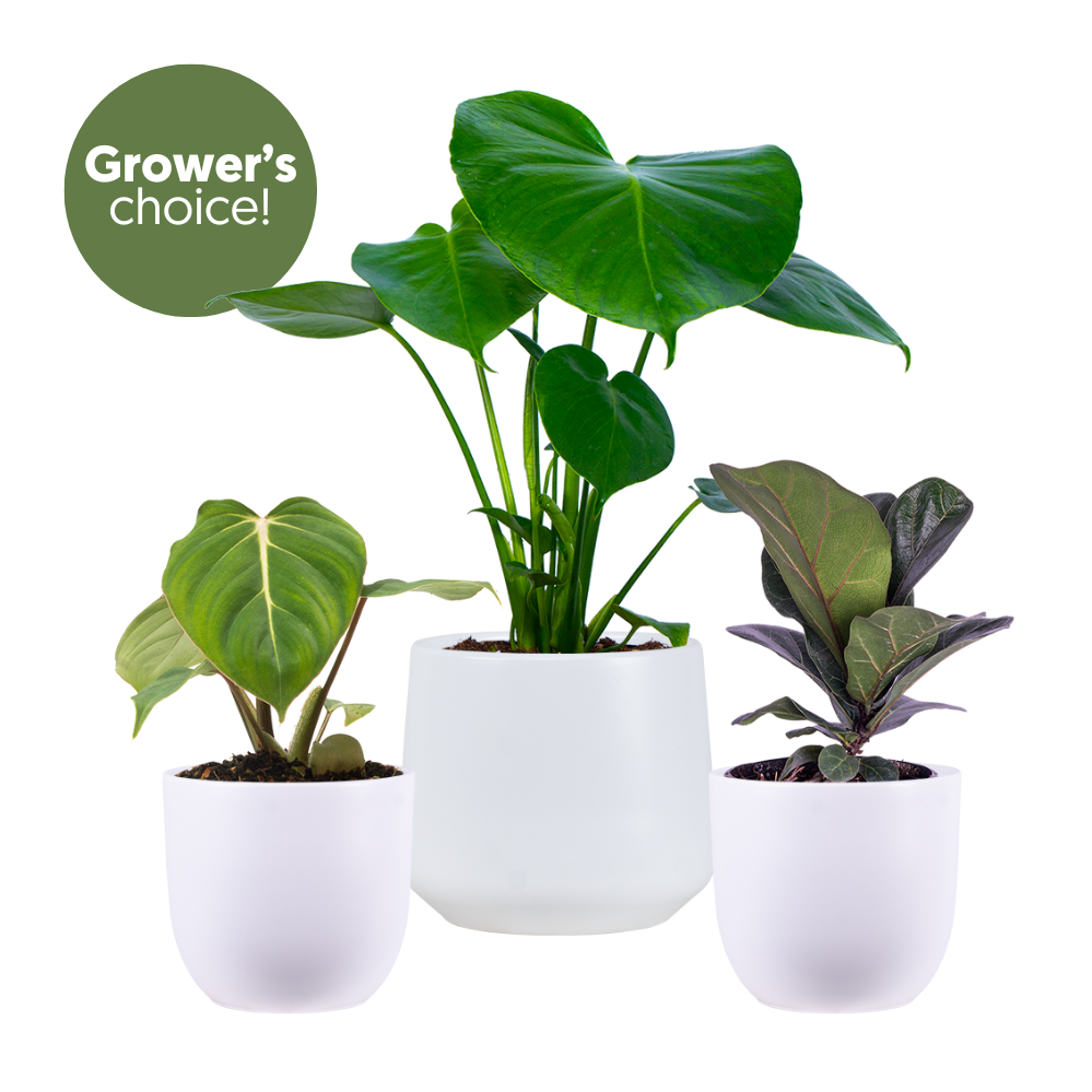 Tabletop Trio (White Pots) | Exclusive Bundle | Plantsome