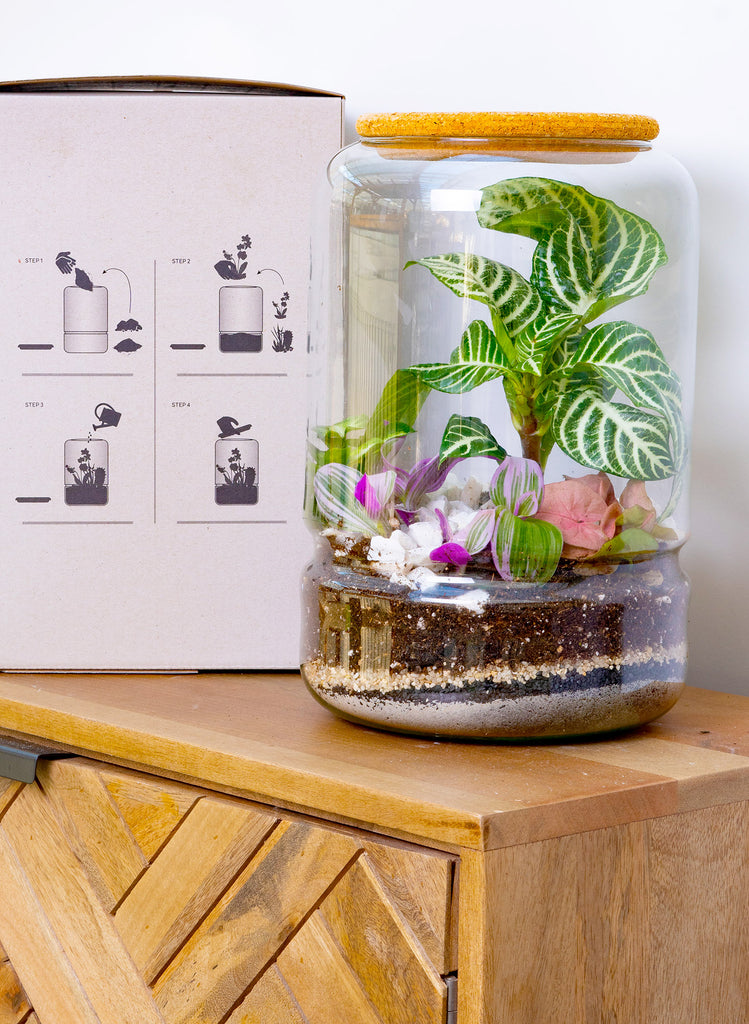 Tara the Terrarium | M – Plantsome