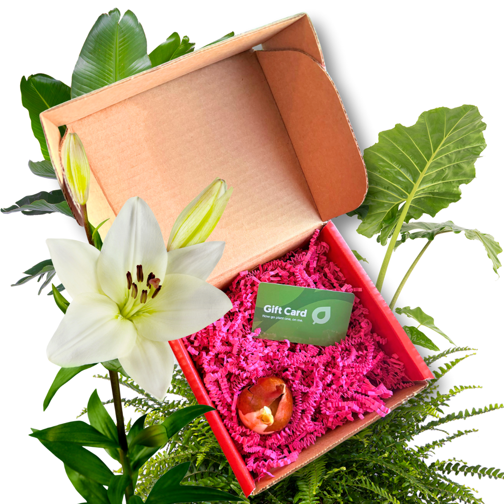 The Valentine's gift box | Plantsome