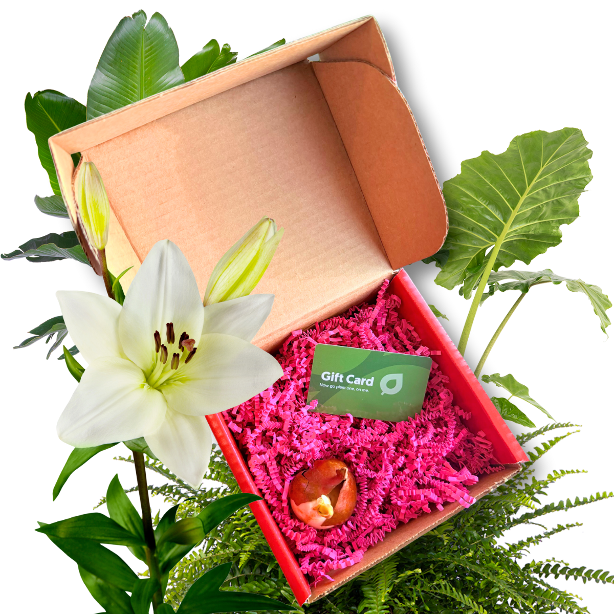 The Valentine's gift box | Plantsome