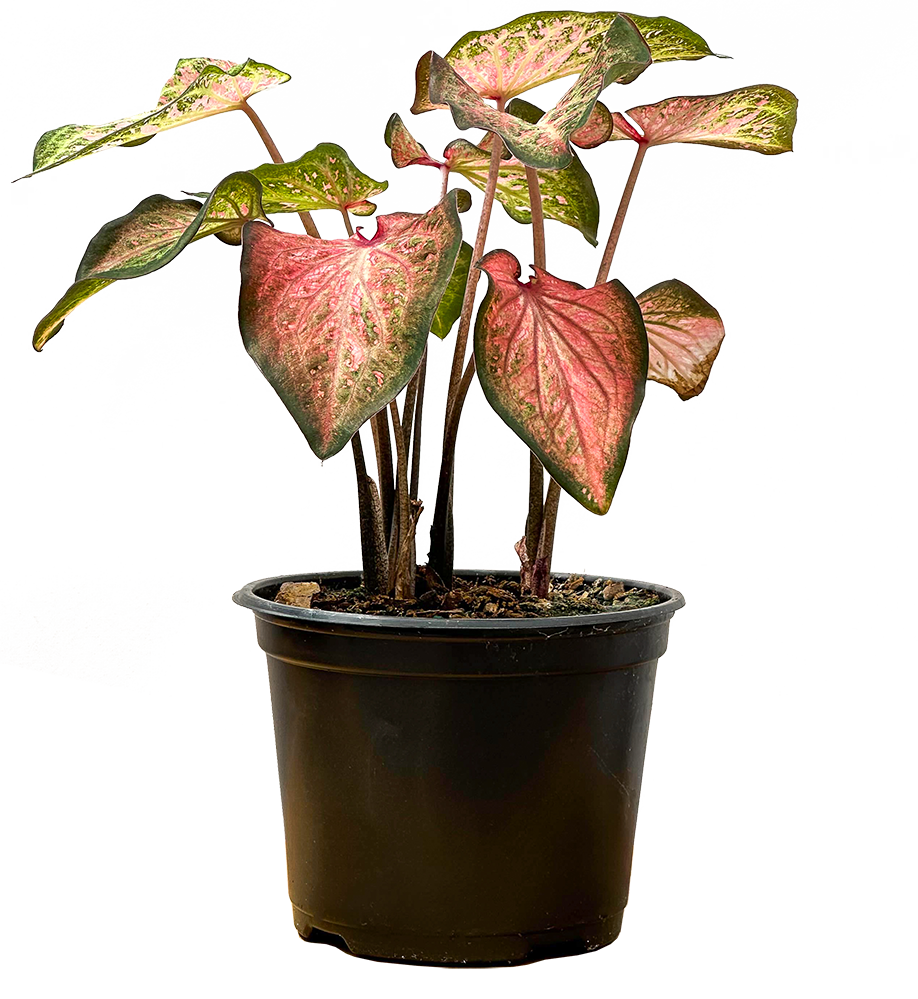 Caladium | Candyland | 6" Pot | Houseplant | Plantsome