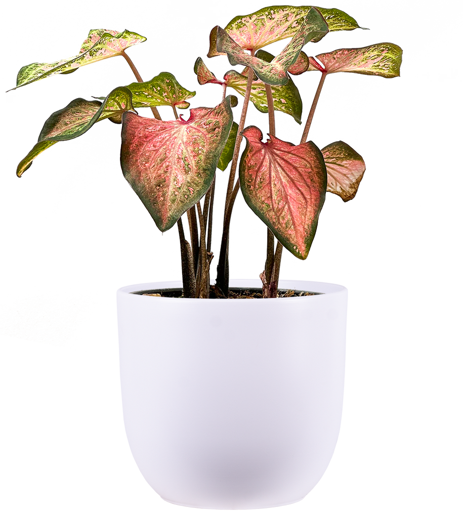 Caladium | Candyland | 6" Pot | Houseplant | Plantsome