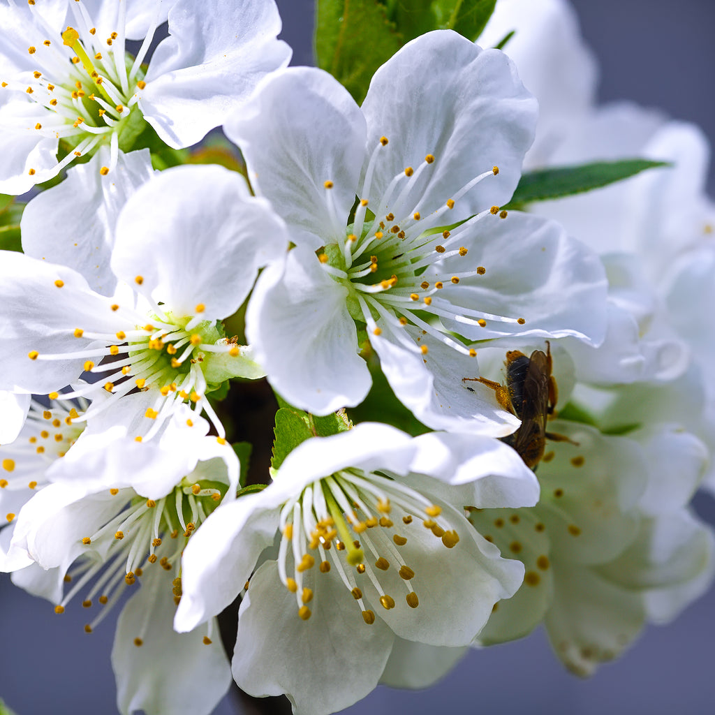 Prunus | Juliet Cherry Bush (L) – Plantsome