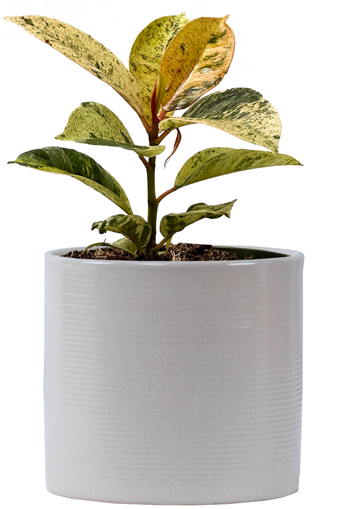 Ficus Shivereana Moonshine | Rubber Tree | 4" Pot | Easy Care ...