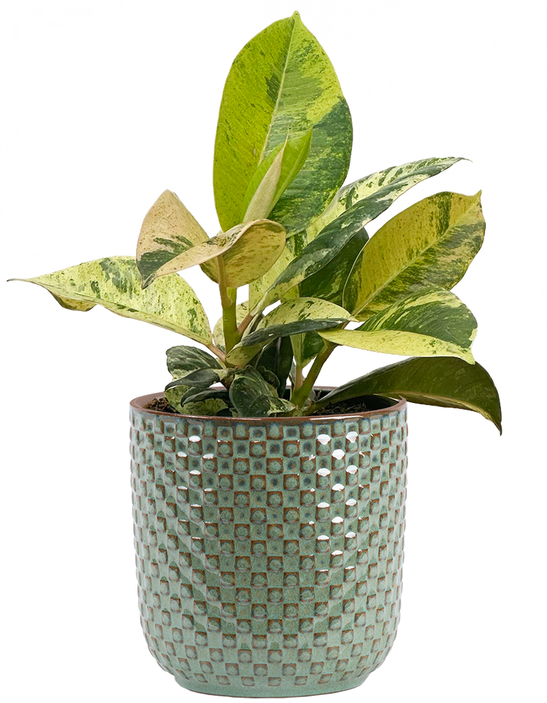 Ficus Shivereana Moonshine | Rubber Tree | 4" Pot | Easy Care ...