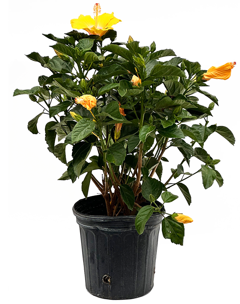 Hibiscus Low Bush | 10" Pot | Garden Plant | Plantsome