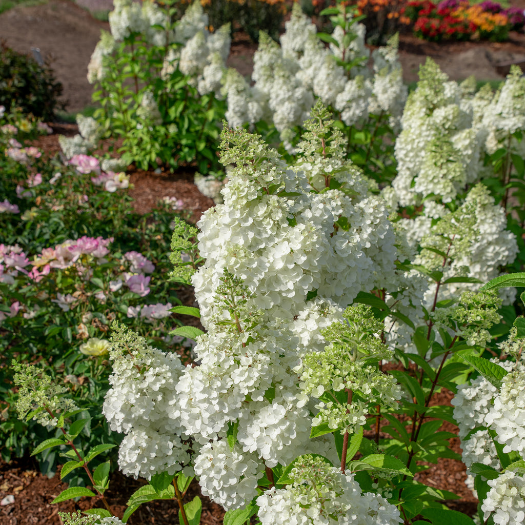 Moonrock® | Hydrangea Paniculata (L) – Plantsome