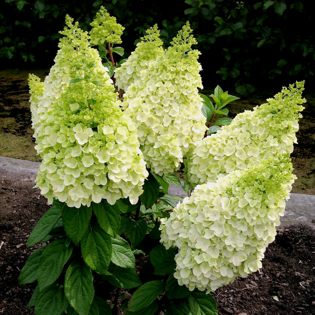 Moonrock® | Hydrangea Paniculata (L) – Plantsome
