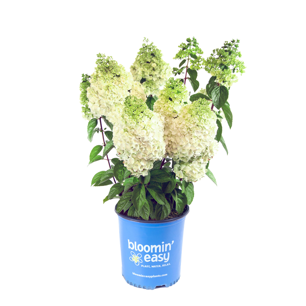 Moonrock® | Hydrangea Paniculata (L) – Plantsome
