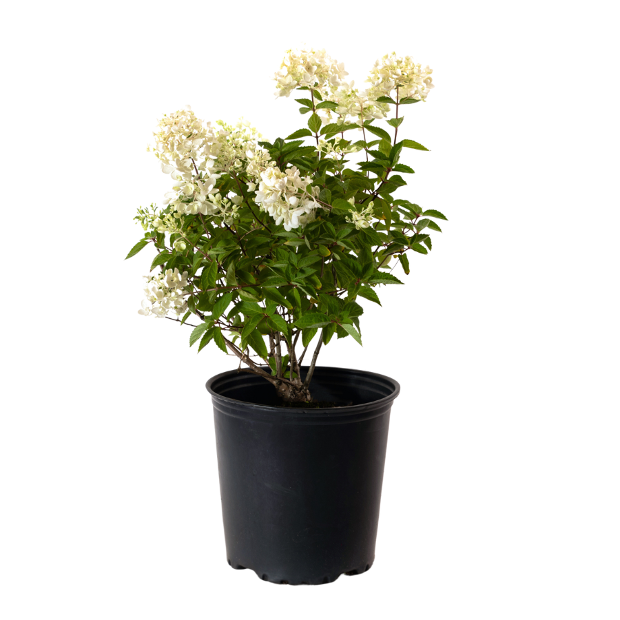 Sweet Summer Hydrangea | Hydrangea Paniculata (L) – Plantsome