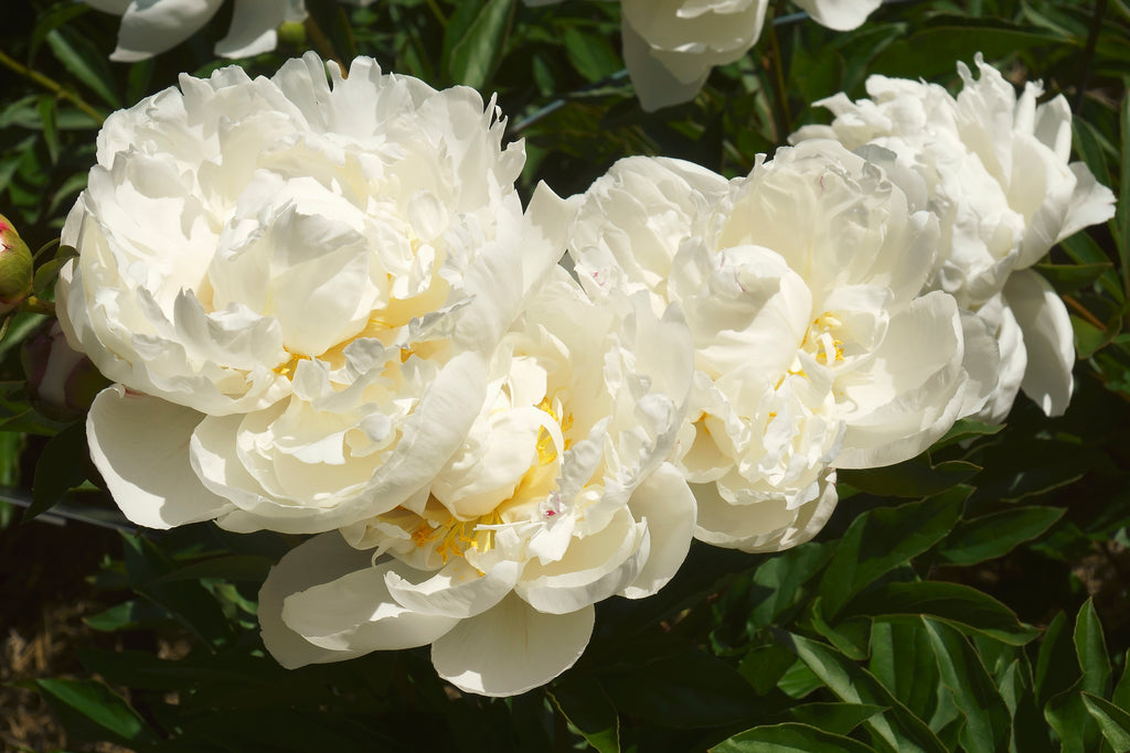 Peony Anima | 6" Pot | Easy Care Garden Plant | Plantsome
