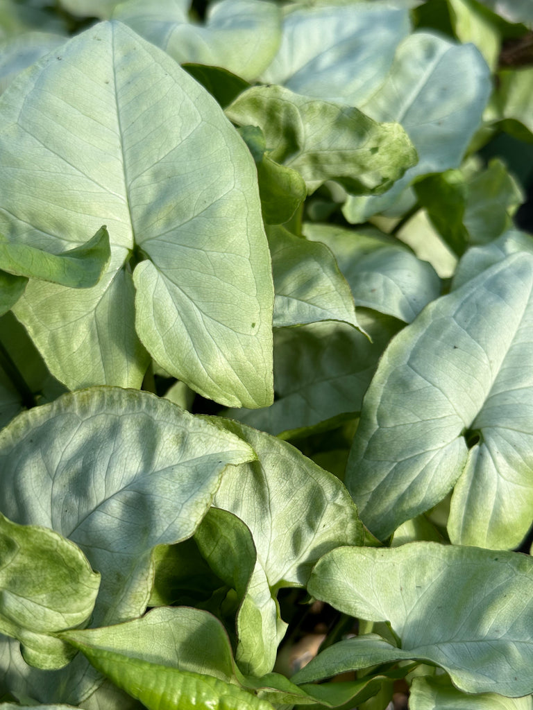 Syngonium Podophyllum | Nephthytis Moonshine | 4" Pot | Houseplant ...