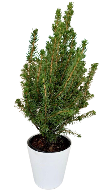 Alberta Spruce | 4" Pot | Houseplant | Plantsome