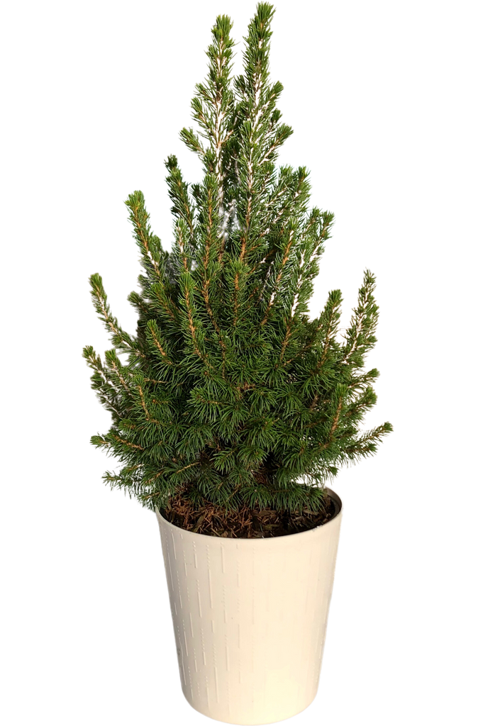 Alberta Spruce | 4" Pot | Houseplant | Plantsome