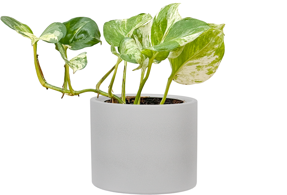 Pothos Manjula | 4" Pot | Rare Houseplant | Plantsome