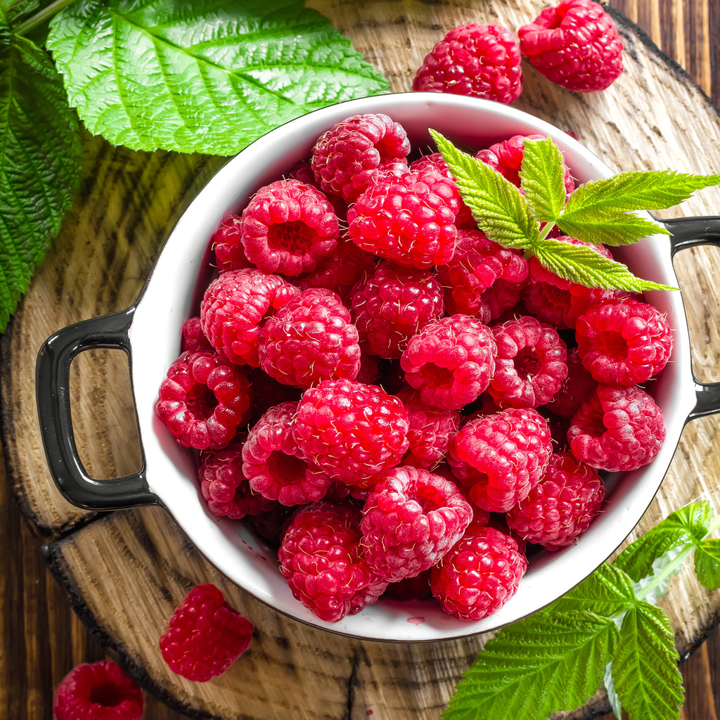 Rubus Idaeus | Nova Raspberry (L) – Plantsome
