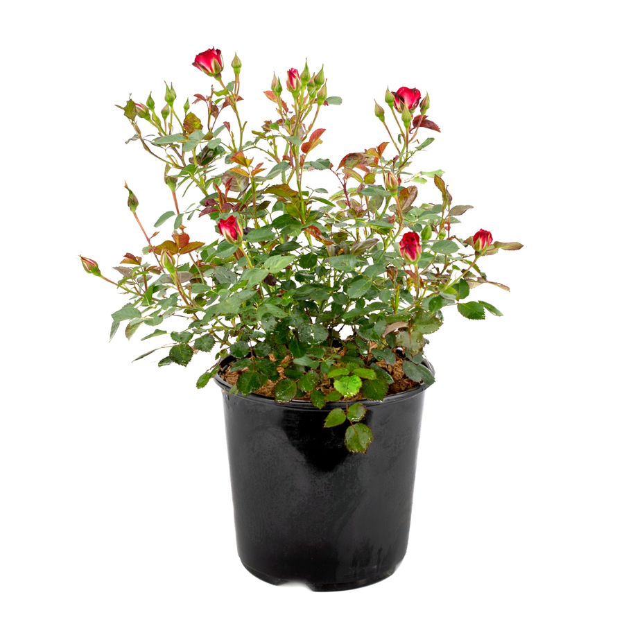 Canadian Shield | Rosa (L) – Plantsome