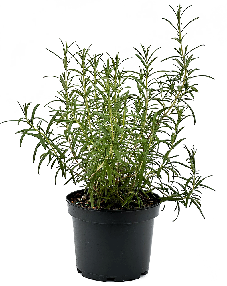 Rosemary Upright | 6" Pot | Pet Friendly Garden Plant | Plantsome