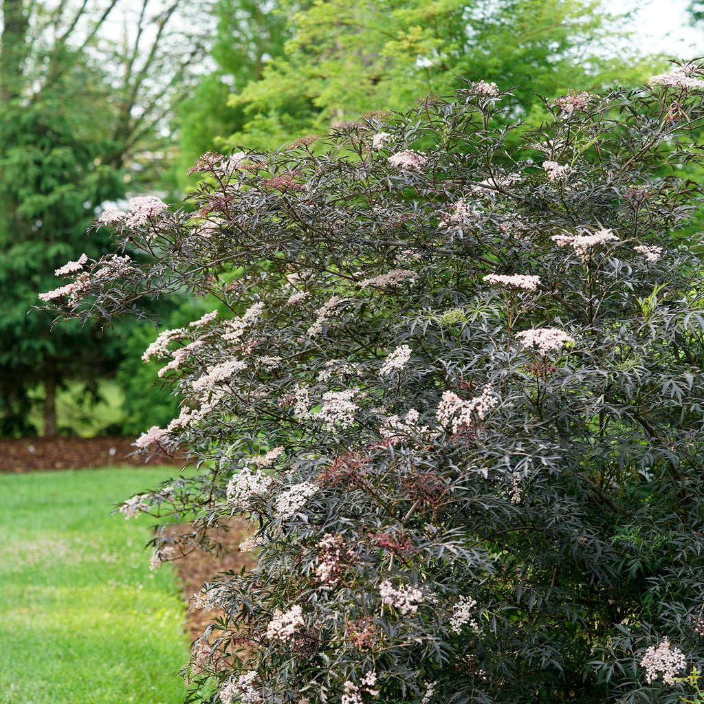 Black Lace® | Sambucus Nigra Elderberry | Proven Winners | 4" Pot ...