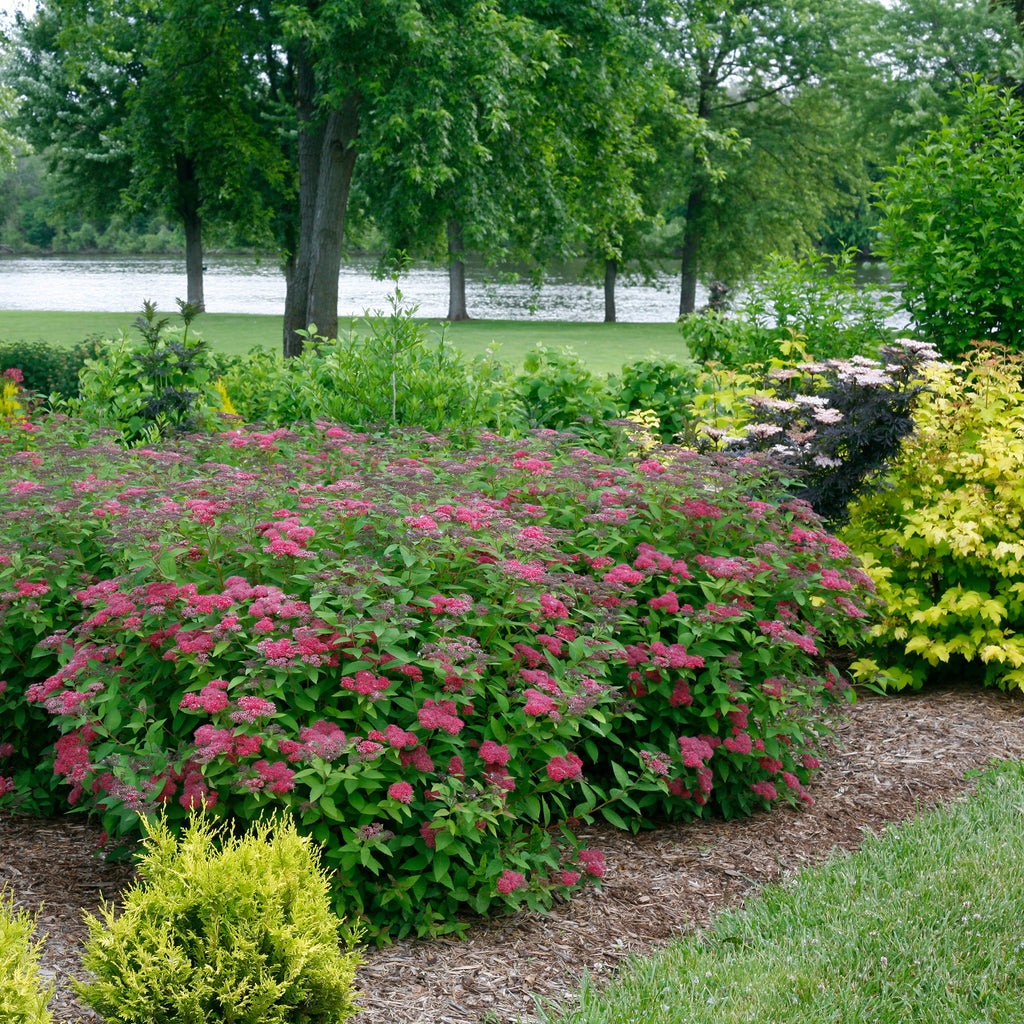 Double Play® Red | Spiraea Japonica | Proven Winners | 2G Pot | Easy ...
