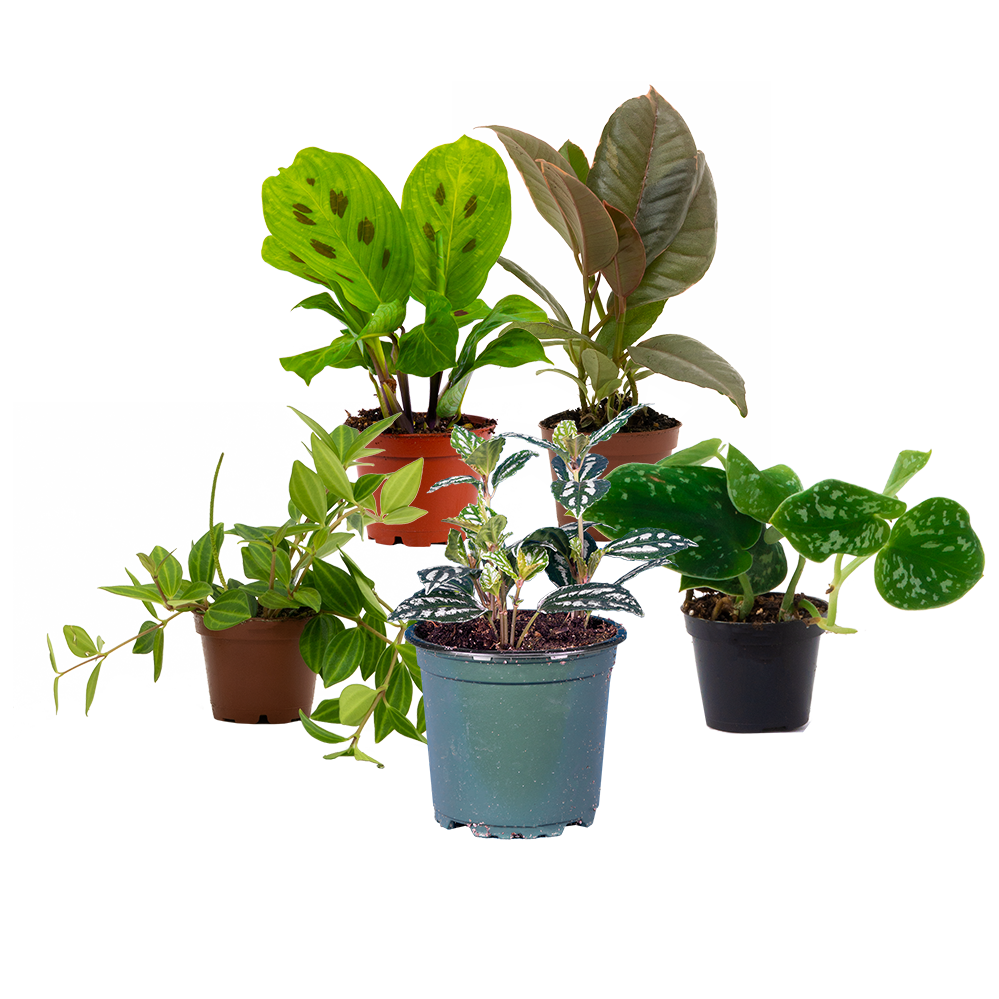 Tabletop Trio (White Pots) | Exclusive Bundle | Plantsome