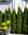 Thuja Occidentalis | Brandon Cedar (L) – Plantsome