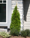 Thuja Occidentalis | Brandon Cedar (L) – Plantsome
