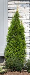 Thuja Occidentalis | Brandon Cedar (L) – Plantsome