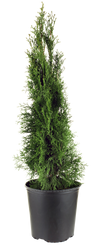 Thuja Occidentalis | Brandon Cedar (L) – Plantsome