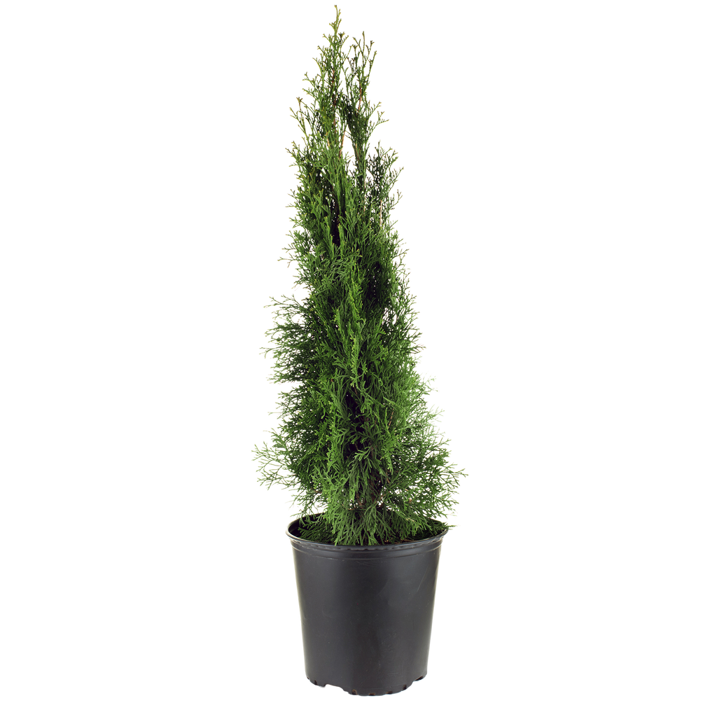 Thuja Occidentalis | Brandon Cedar (L) – Plantsome