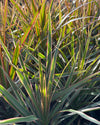 Dracaena Marginata Tricolor | Dragon Tree | 4" Pot | Easy Care ...