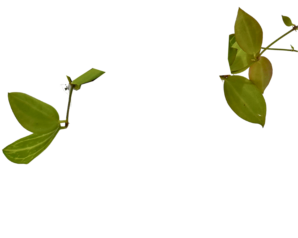 Hoya Dischidia Ovata | 4" Pot | Pet Friendly And Easy Care Houseplant ...