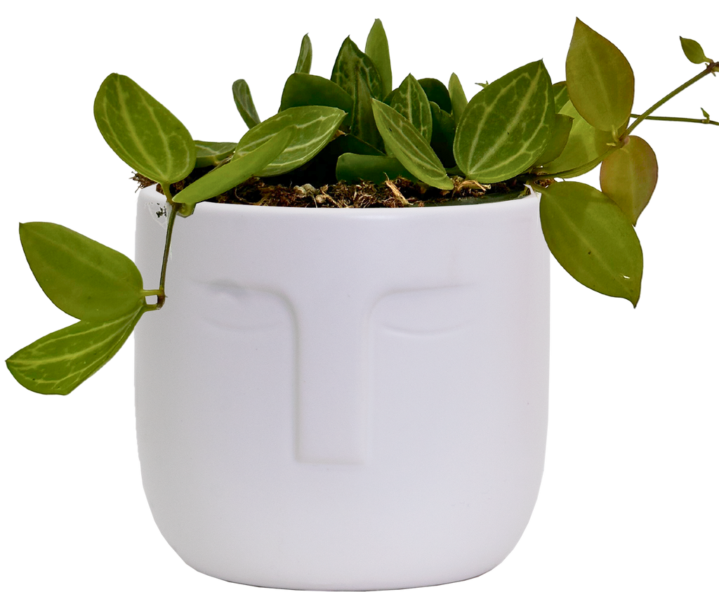 Hoya Dischidia Ovata | 4" Pot | Pet Friendly And Easy Care Houseplant ...