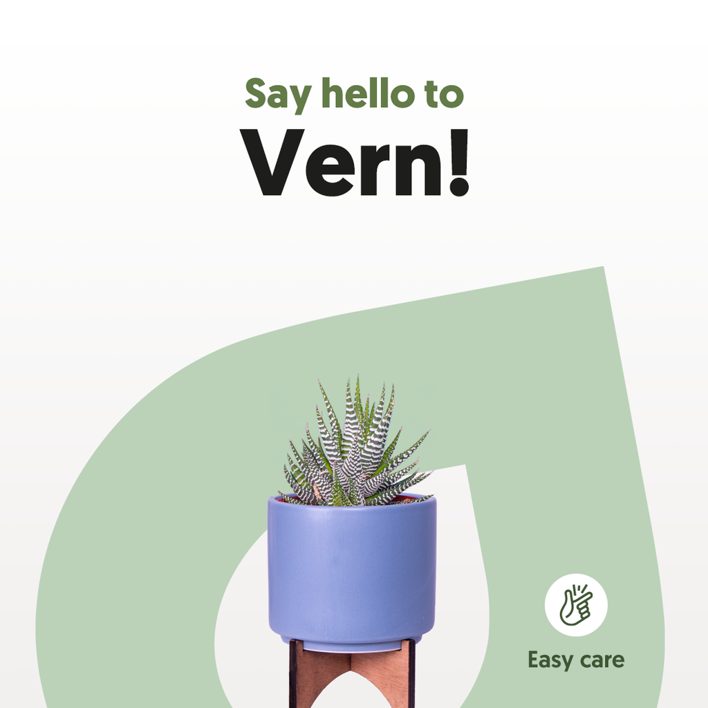 Haworthia | Zebra Cactus | 4" Pot | Pet Friendly And Easy Care ...