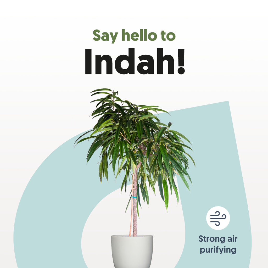 Ficus Amstel | Alii | 10" Pot | Houseplant | Plantsome