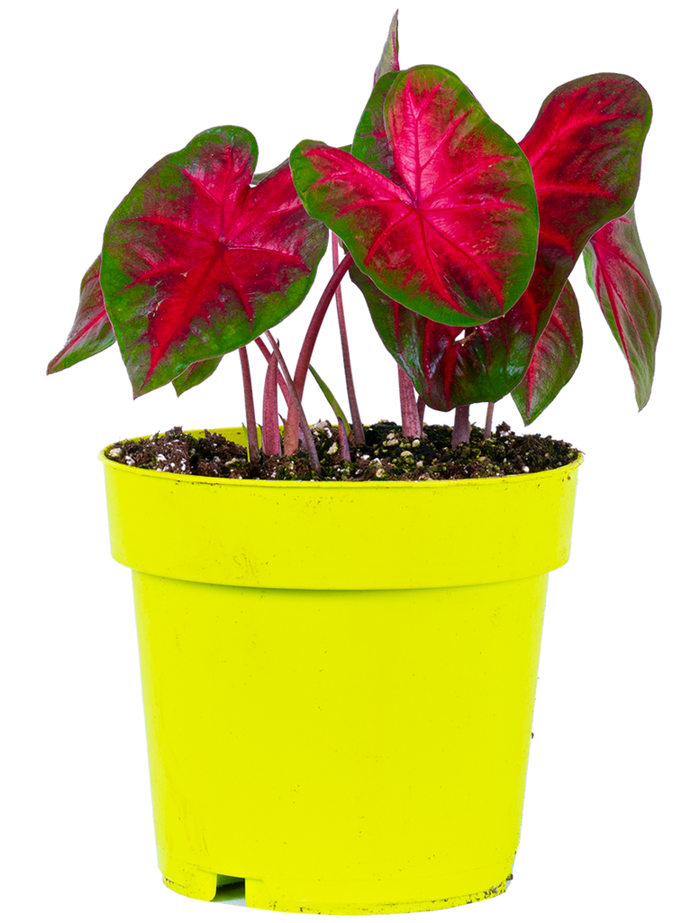 Caladium | John Peed | 8" Pot | Houseplant | Plantsome