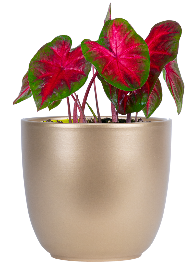 Caladium | John Peed | 8" Pot | Houseplant | Plantsome