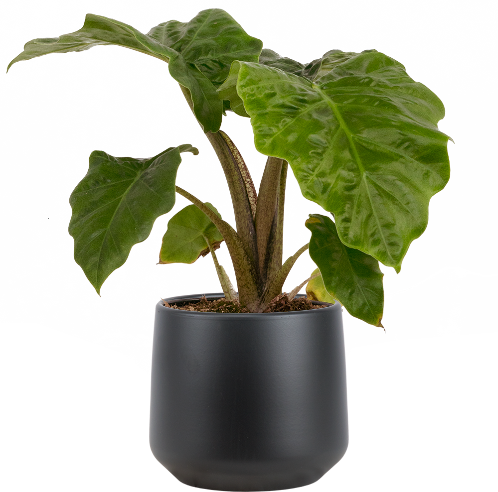 Alocasia Portora Low Rider | 6" Pot | Houseplant | Plantsome