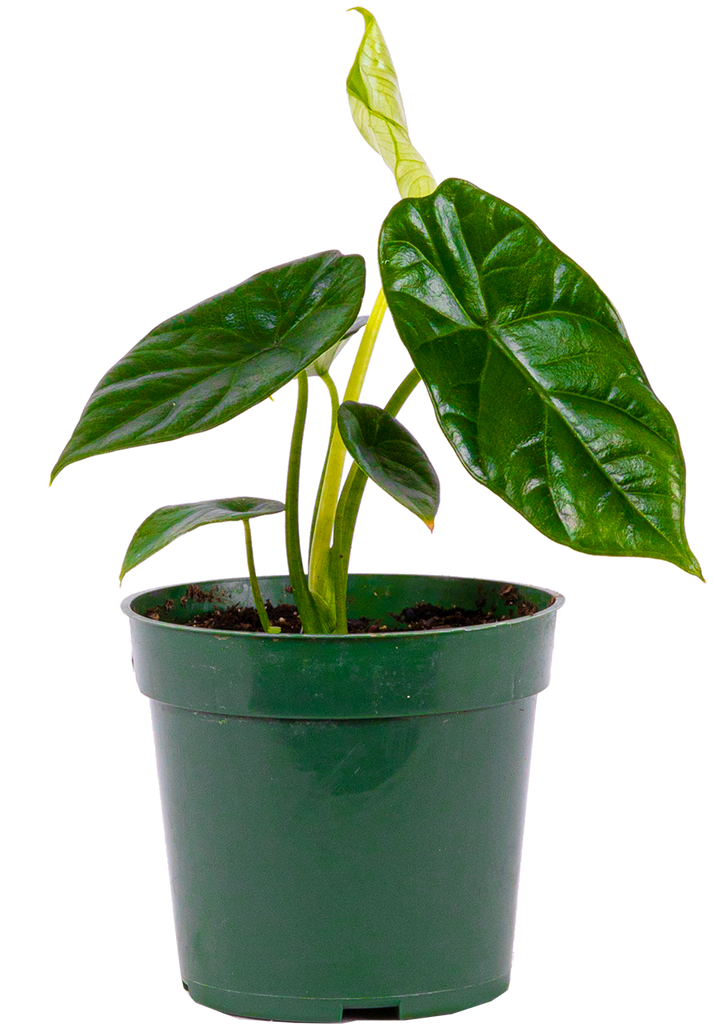 Alocasia Sinuata | Quilted Dream | 4" Pot | Houseplant | Plantsome