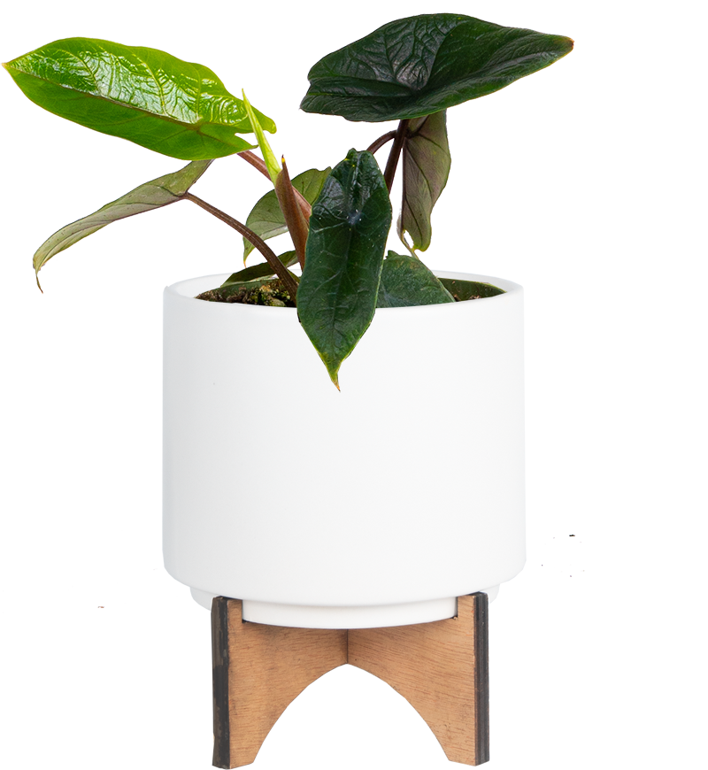 Alocasia Scalprum | African Mask | 4" Pot | Houseplant | Plantsome