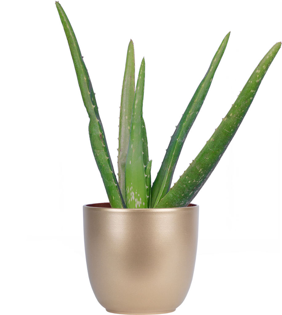 Aloe Vera | 4" Pot | Easy Care Houseplant | Plantsome