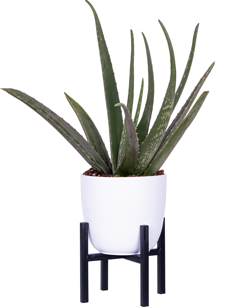 Aloe Vera | 6" Pot | Easy Care Houseplant | Plantsome