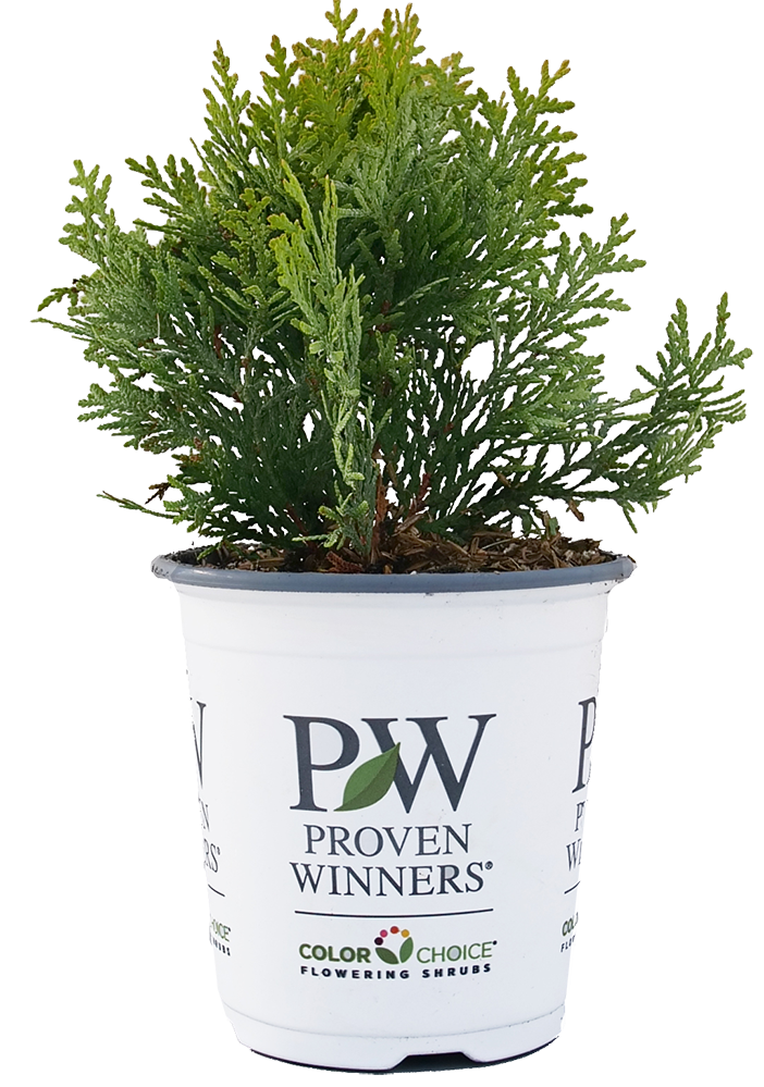 Anna's Magic Ball | Thuja Occidentalis Anna Van Vloten' | Proven ...