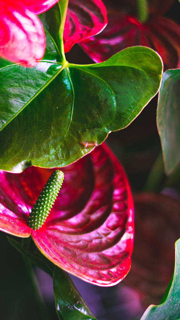 Red Anthurium | 2.5" Pot | Easy Care | Plantsome