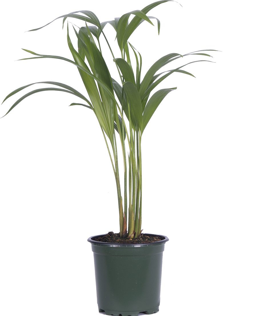 Common Office Plants Trees 30 Best Indoor Trees To Grow In Your Home